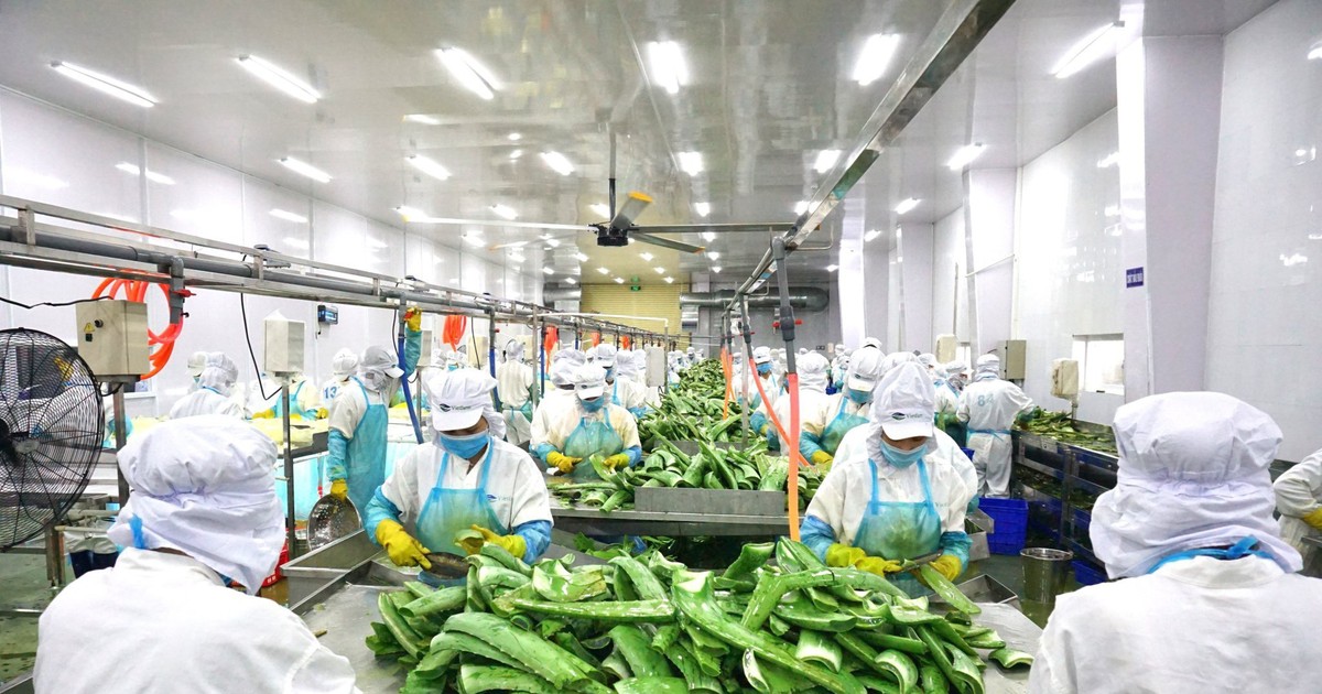 GC Food (GCF) đặt mục tiêu doanh thu đạt 523 tỷ đồng trong năm 2023 ...