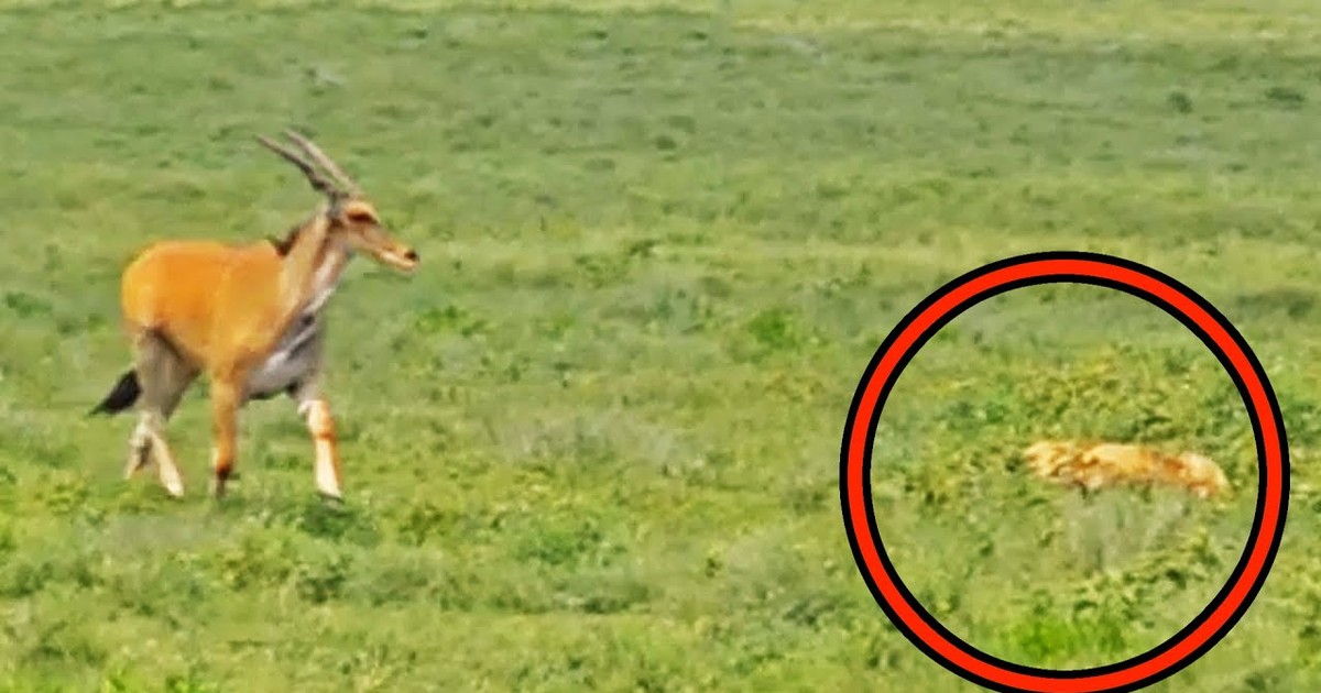 Sự thật "cảm lạnh" khiến con linh dương to lớn nhất châu Phi tự động ...