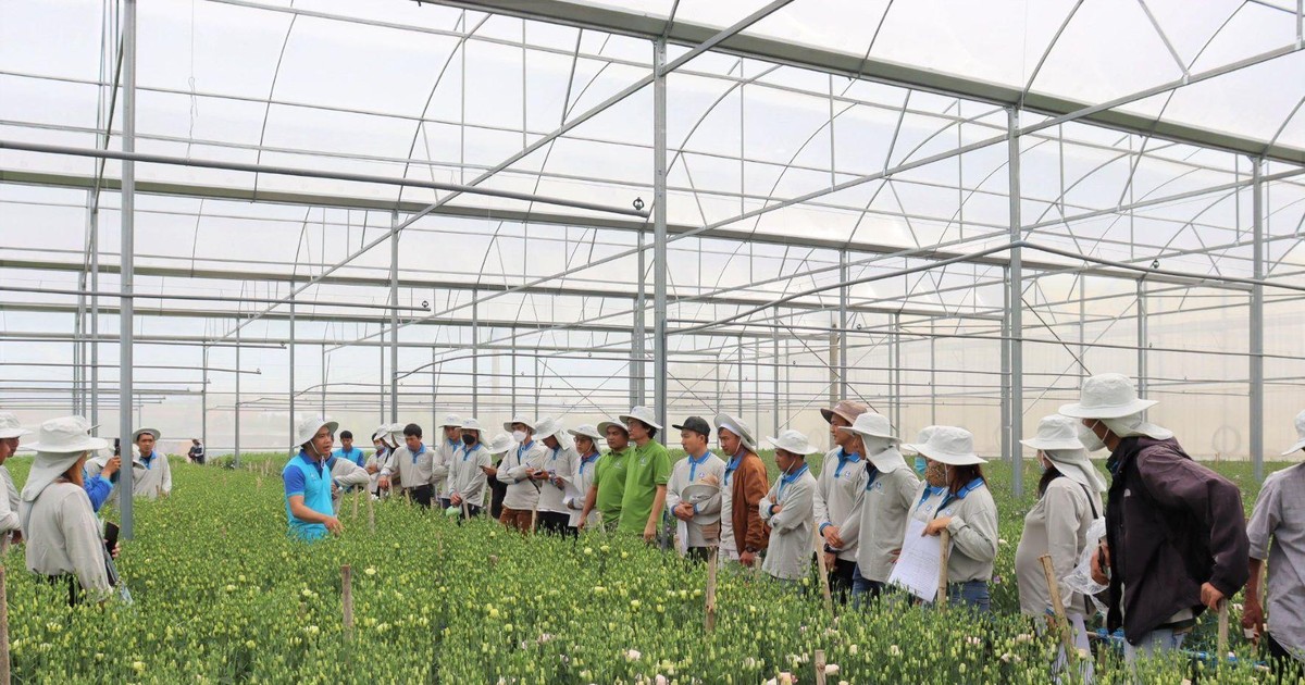 Yara Việt Nam chuyển đổi toàn diện, tập trung vào thương mại và các ...